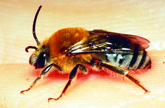 Pumpkin Time | Bee Culture