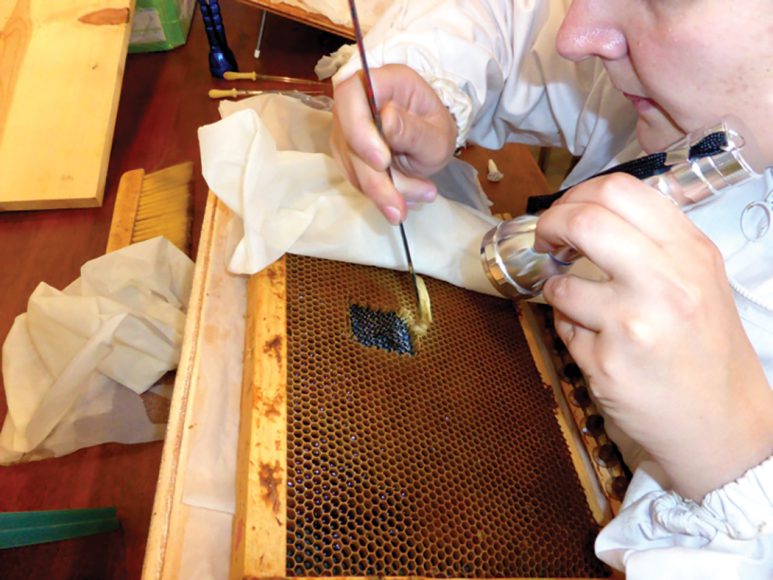 Grafting | Bee Culture