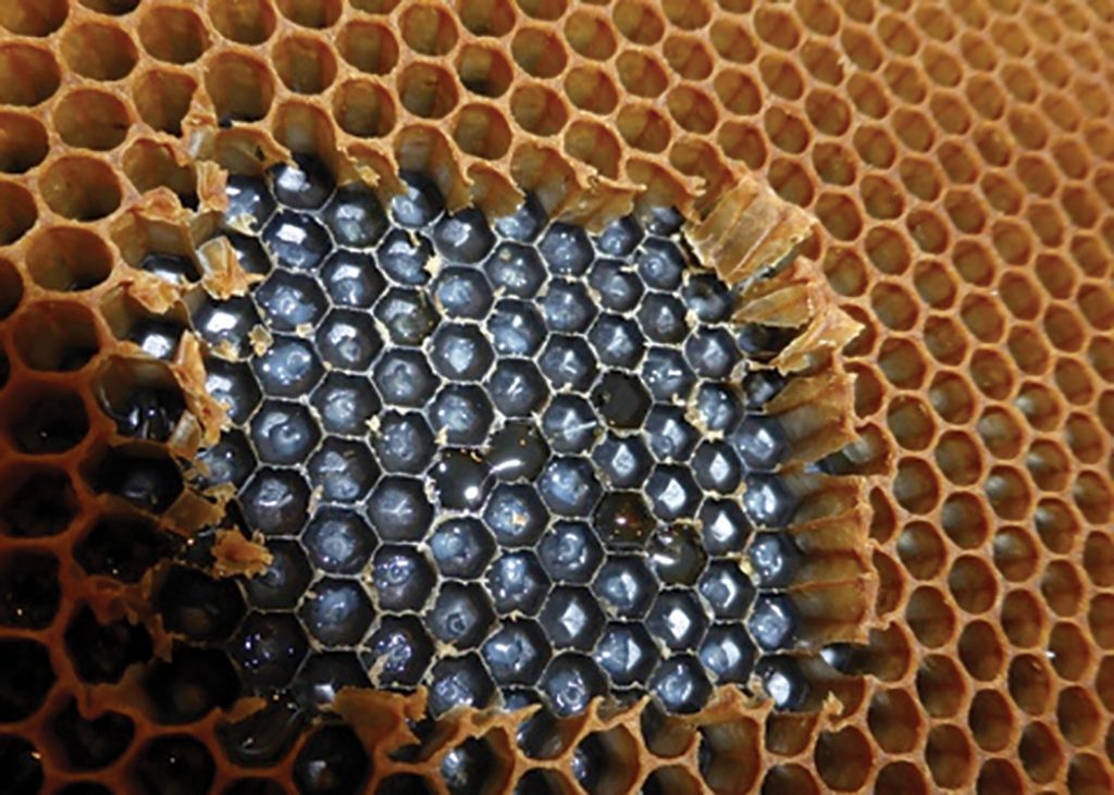 Grafting | Bee Culture