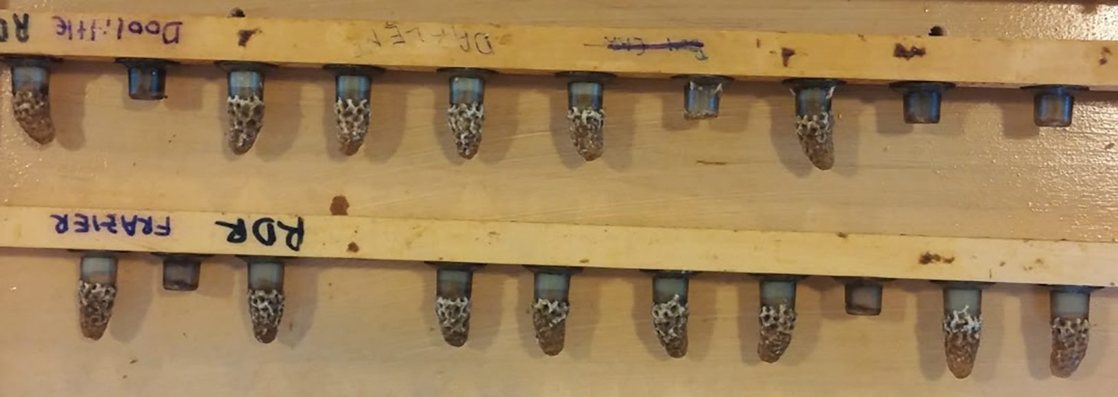 Grafting | Bee Culture