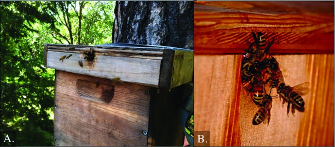 Tree Hive Colonies | Bee Culture
