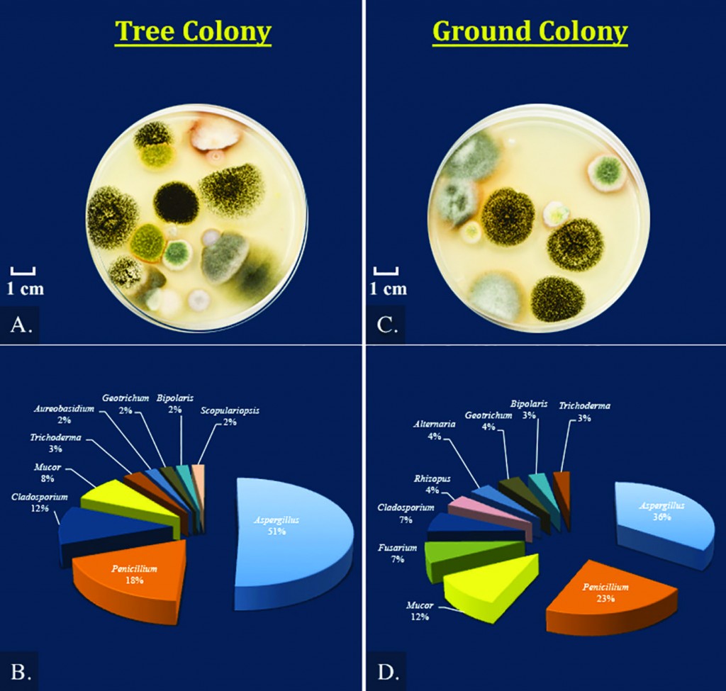 Tree Hive Colonies | Bee Culture