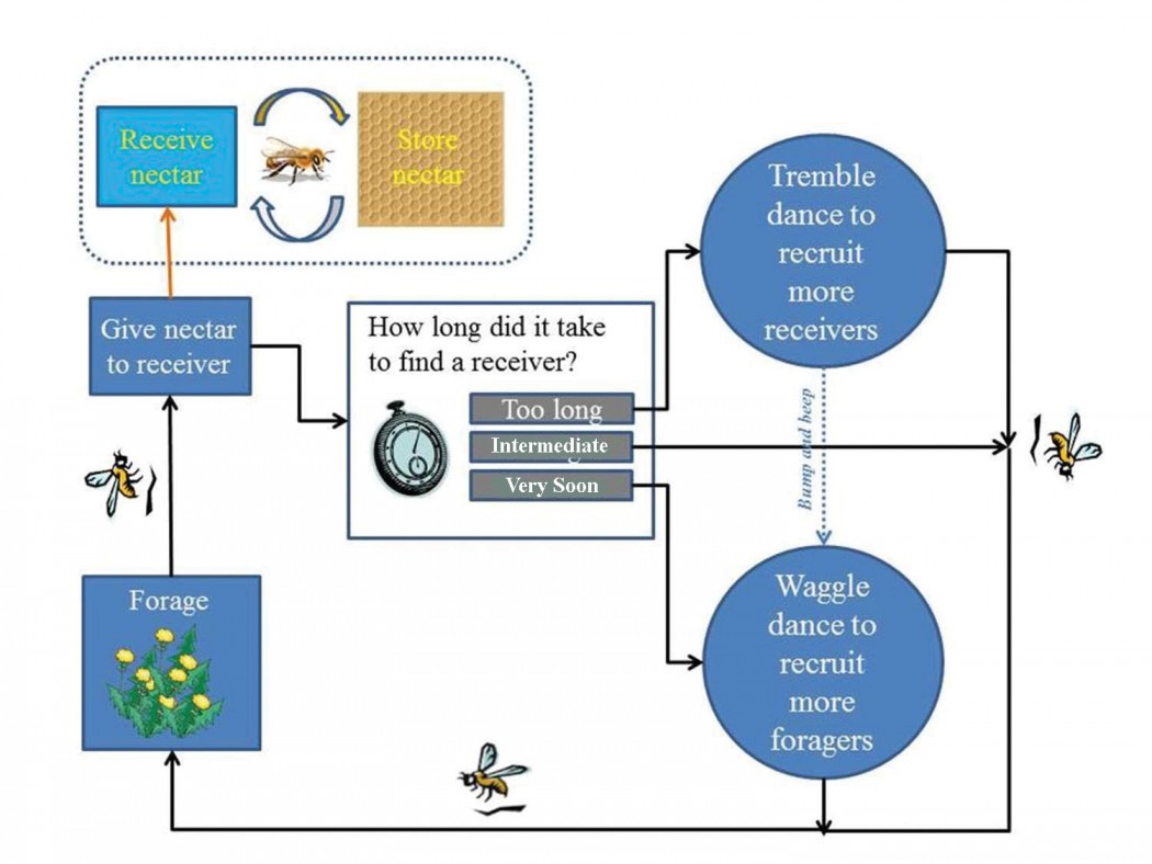 A Closer Look: Nectar Collection / Processing | Bee Culture