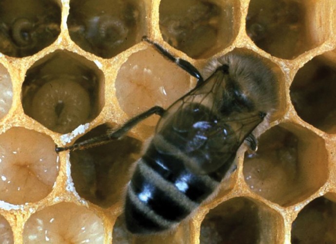 COLONY DEVELOPMENT PART I | Bee Culture