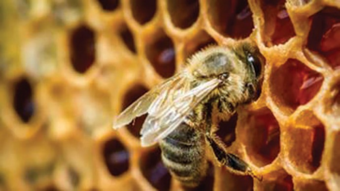 Colony Development Part II: Mastering Bee Biology | Bee Culture
