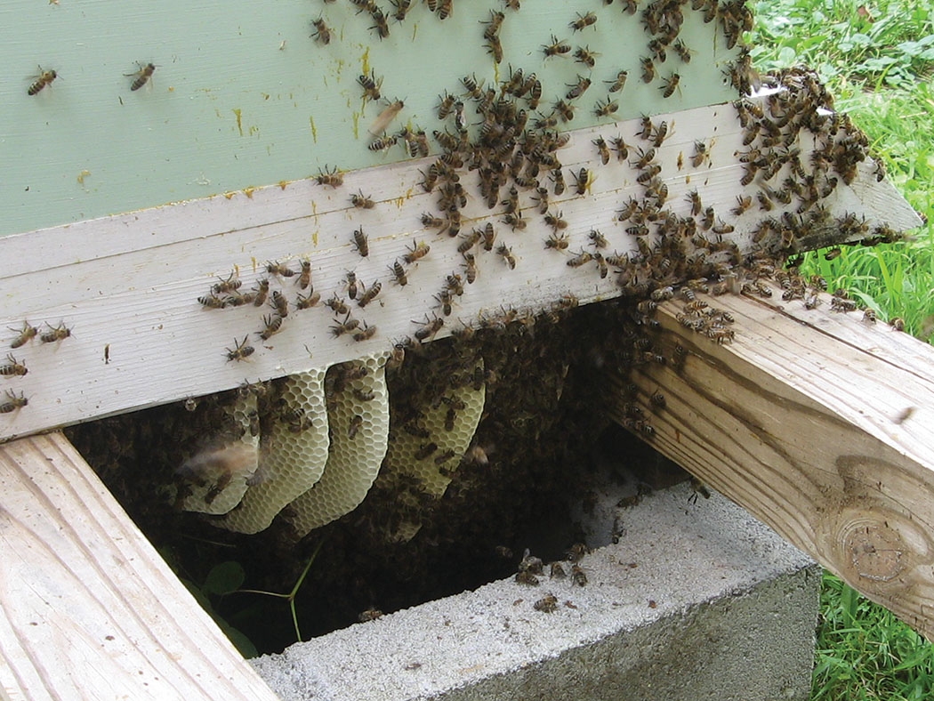 Screened Bottom Boards: There’s Always Something New To Learn | Bee Culture