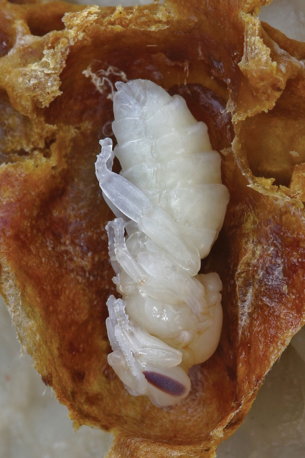 Colony Development Part III | Bee Culture