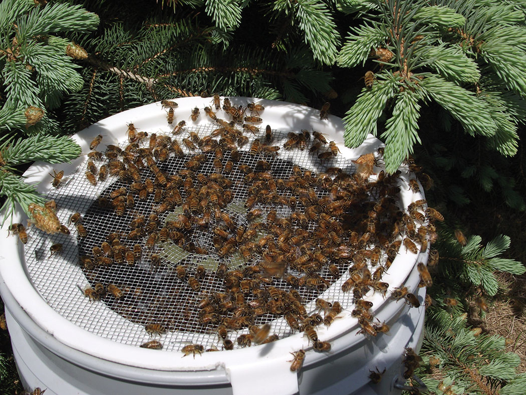 Build A Swarm Trap | Bee Culture