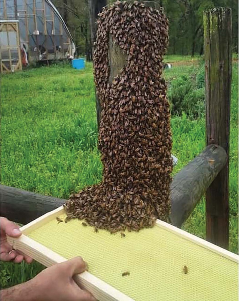 Swarms | Bee Culture