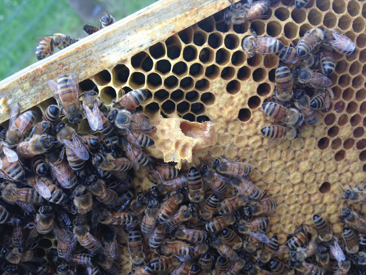 What’s Happening In The Hive | Bee Culture