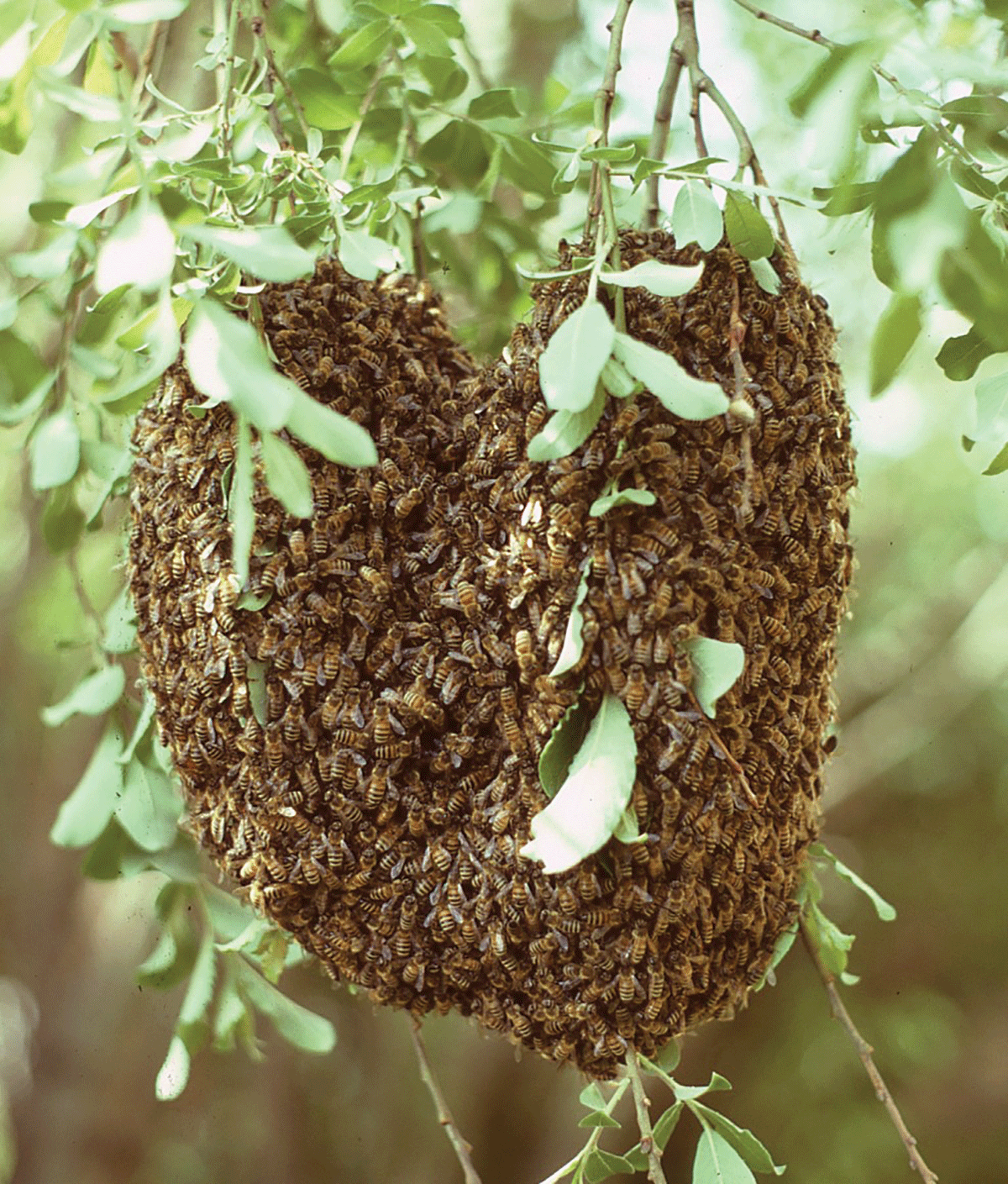 Swarm Signals | Bee Culture