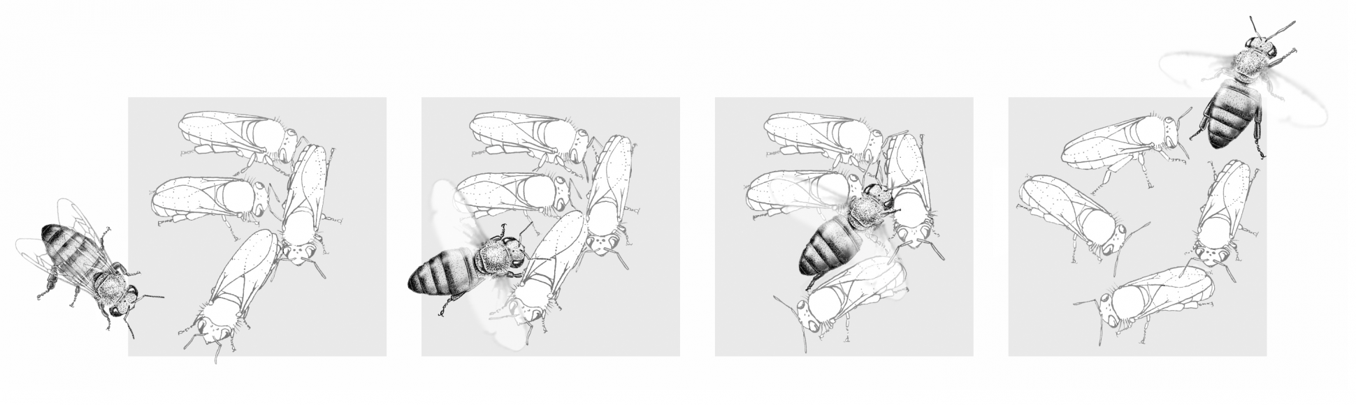 Swarm Signals | Bee Culture