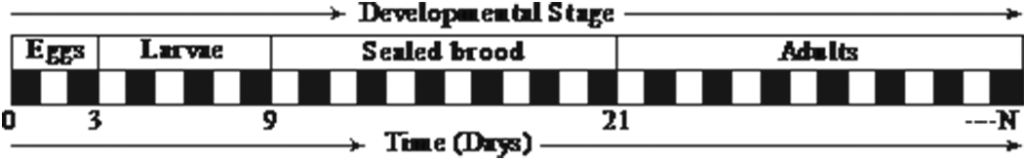 THINKING INSIDE THE BOX: Colony Demography Or What Shape Is Your Colony ...