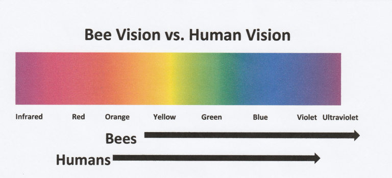 How Bees See And Why It Matters | Bee Culture