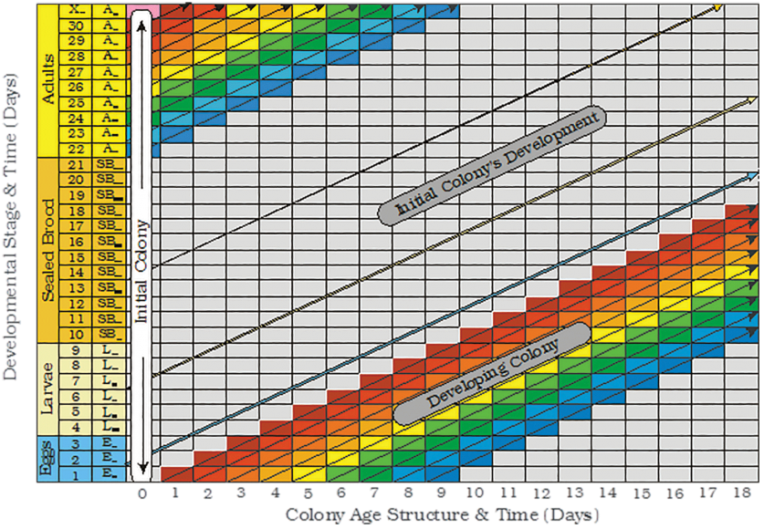 THINKING INSIDE THE BOX: Colony Demography Or What Shape Is Your Colony ...