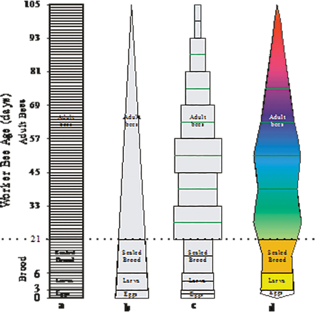 THINKING INSIDE THE BOX: Colony Demography Or What Shape Is Your Colony ...