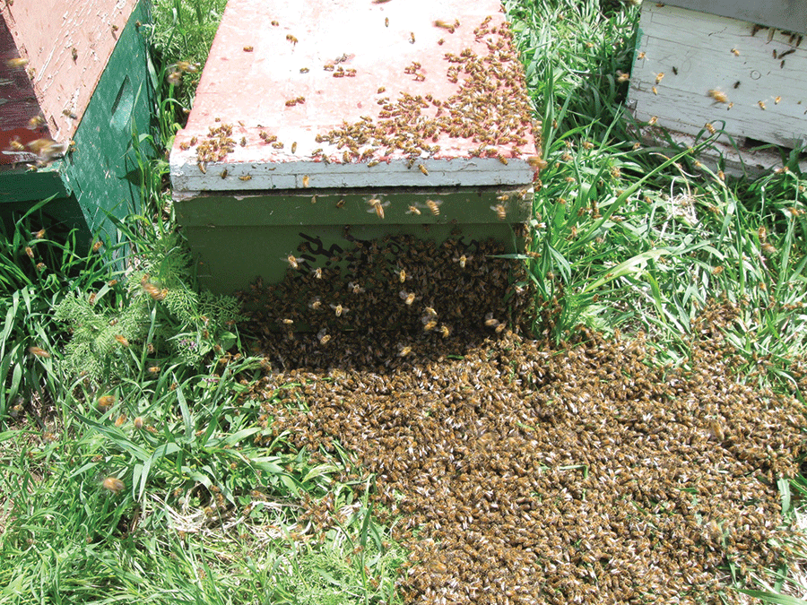 Bottom Board | Bee Culture