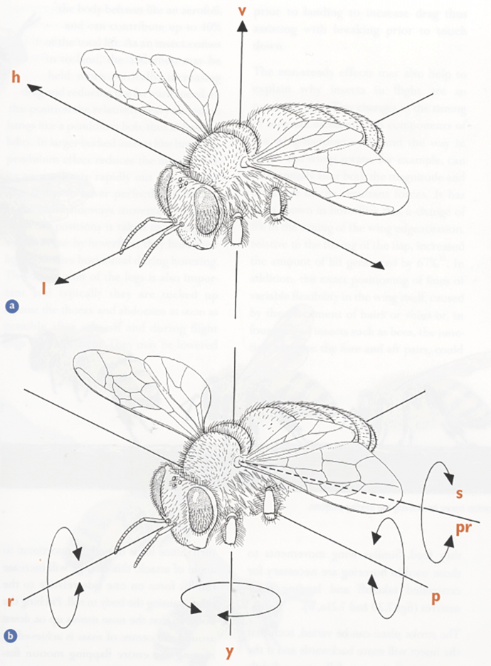 A Closer Look | Bee Culture