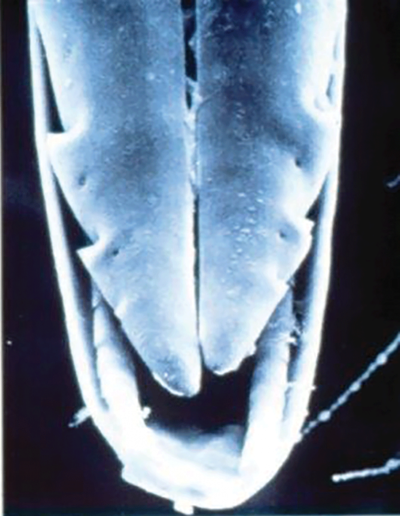 Bee Venom and the Chemistry of OUCH! | Bee Culture