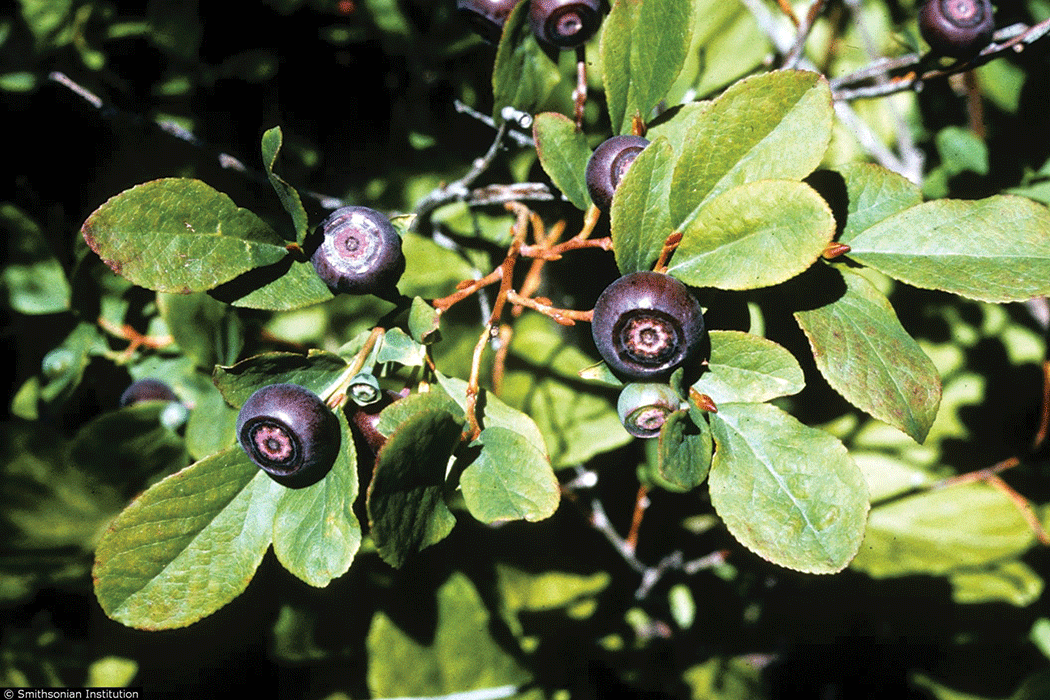 Huckleberries ~ Vaccinium | Bee Culture