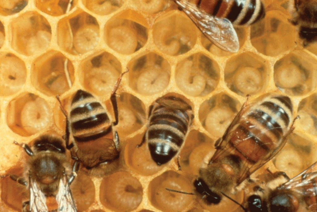 LAYING WORKERS. IT HAPPENS. FIX IT. | Bee Culture