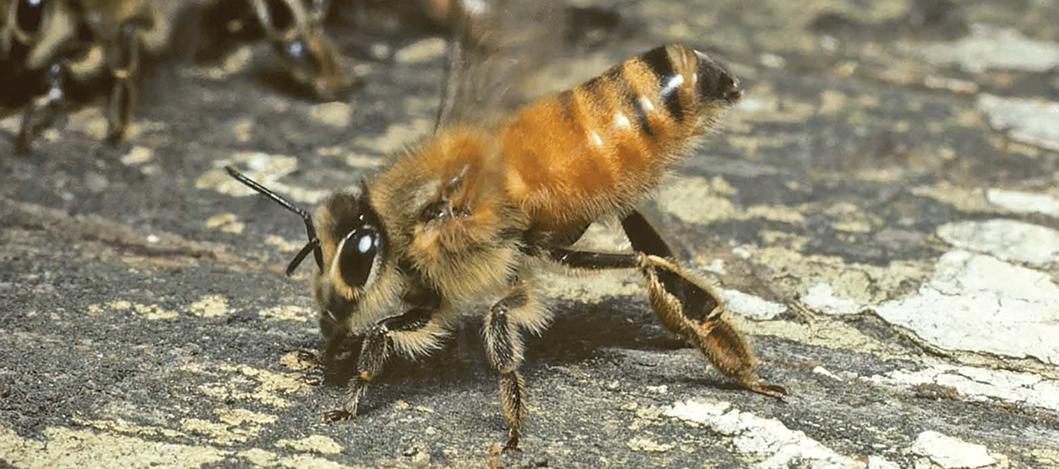 Democracy | Bee Culture