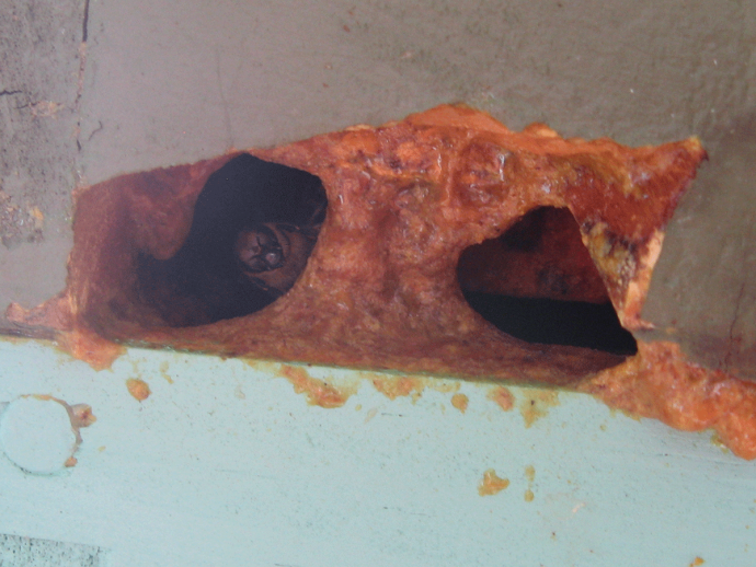 Processing Propolis: Part 1 | Bee Culture