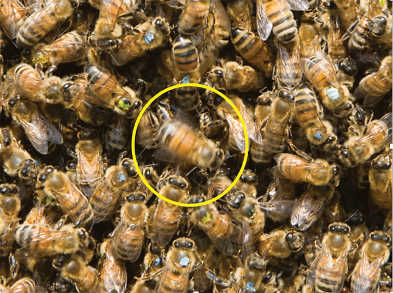 Democracy | Bee Culture