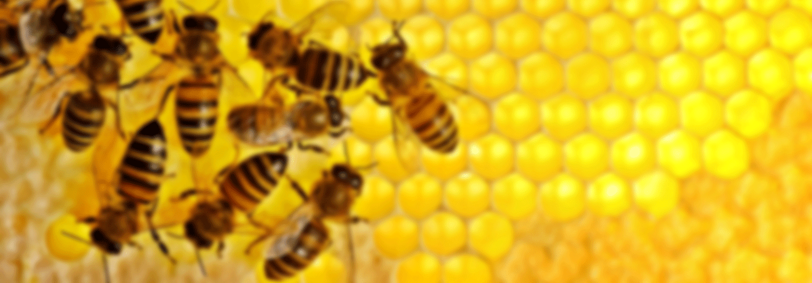 A Medley Of Fruit Plants For Bees – Medlar and Quince | Bee Culture