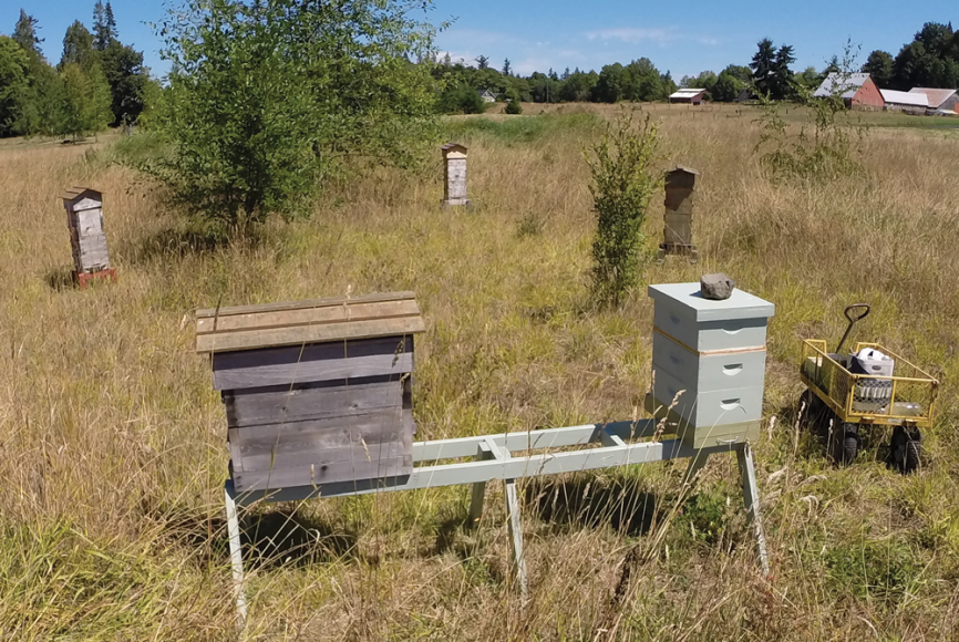 A Multi-Style Hive Apiary | Bee Culture