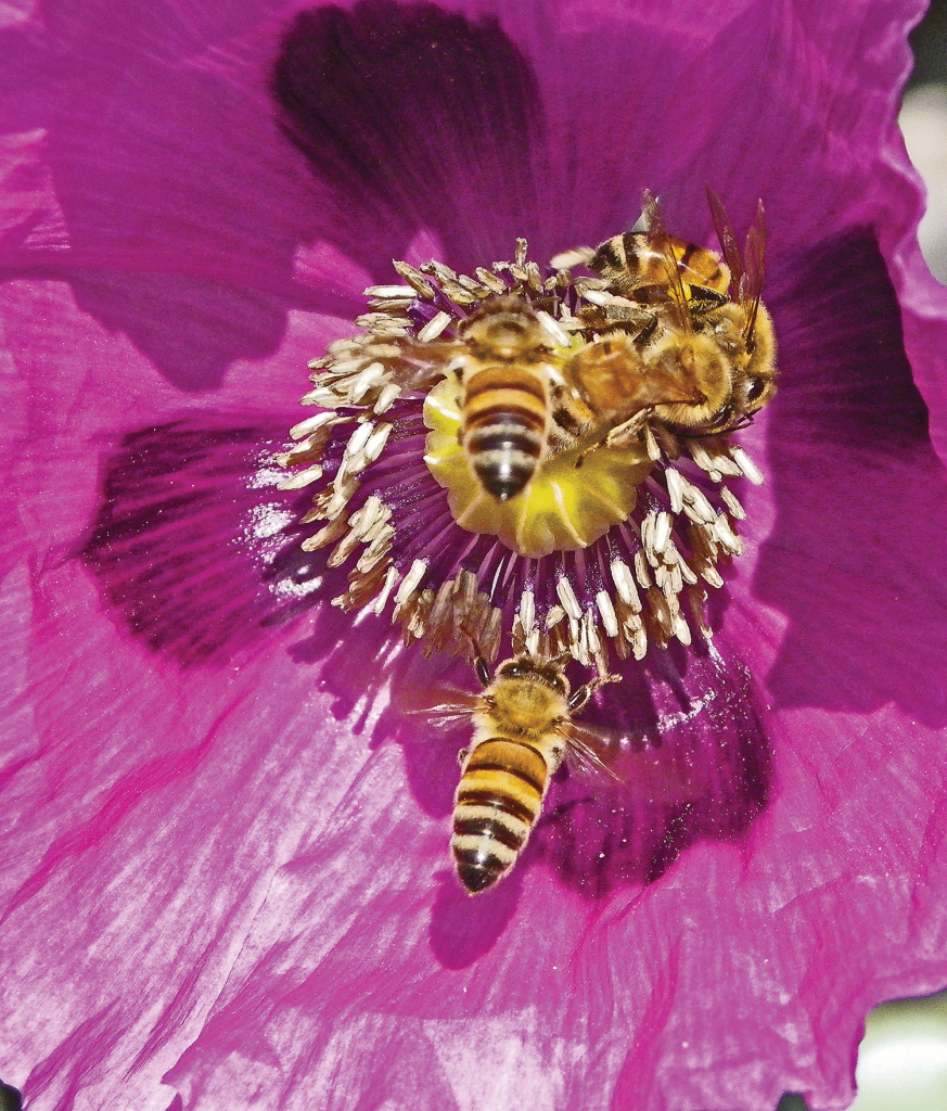Treat Your Bees To A Banquet of Poppies | Bee Culture