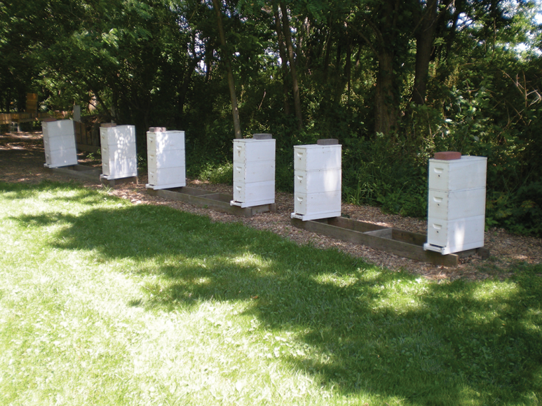 A “NET GAIN” CELL BUILDING SYSTEM | Bee Culture