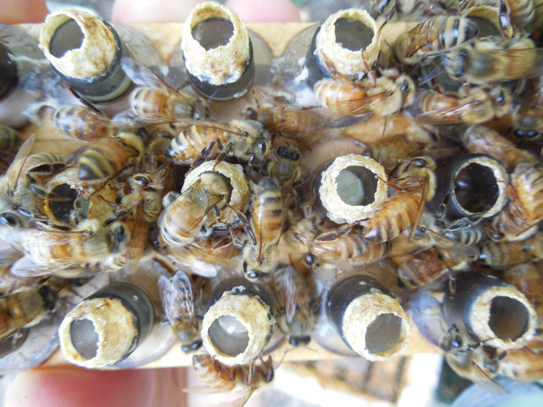A “NET GAIN” CELL BUILDING SYSTEM | Bee Culture