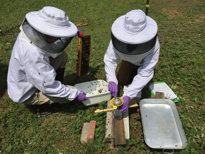 The National Honey Bee Survey In Vermont | Bee Culture