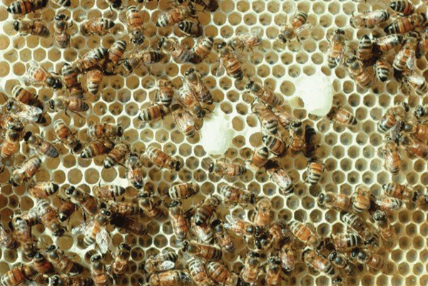 A Closer Look | Bee Culture