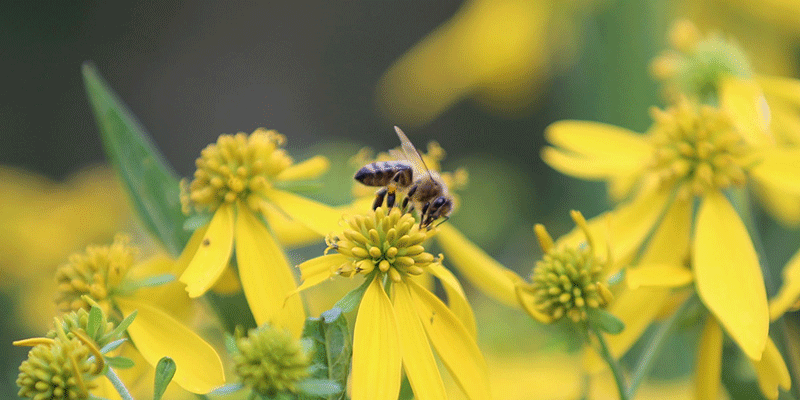 Southwest Foraging | Bee Culture
