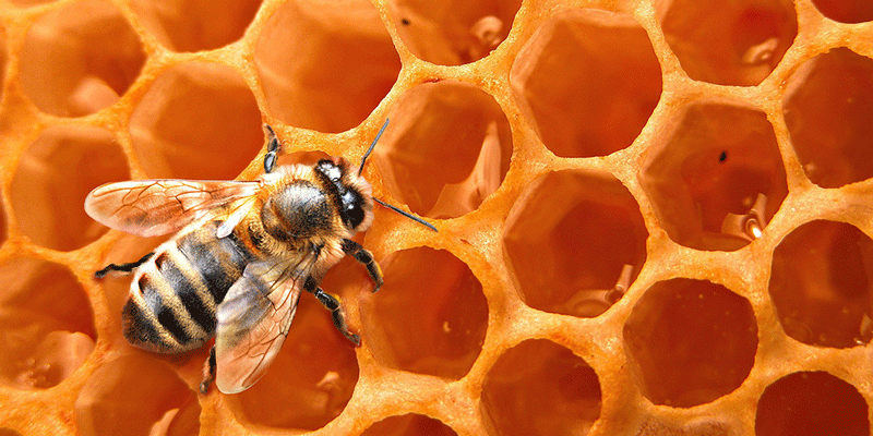 Varietal Honeys Are Worth The Bother | Bee Culture