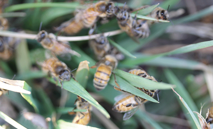 Chronic Bee Paralysis Virus (CBPV) | Bee Culture