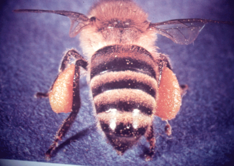 What’s Going On? | Bee Culture