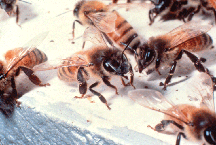 What’s Going On? | Bee Culture