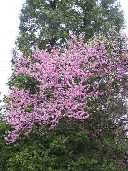 Urban Forests: Plant City Trees for City Bees | Bee Culture