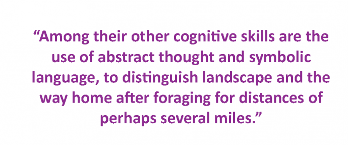 Instinct vs. Intelligence | Bee Culture
