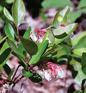 The Eastern Huckleberries As Bee Plants | Bee Culture