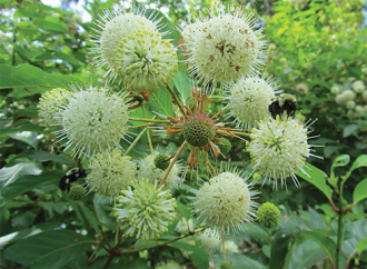 Button Bush | Bee Culture