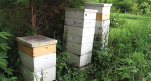 The Good Ole Days Of Beekeeping | Bee Culture
