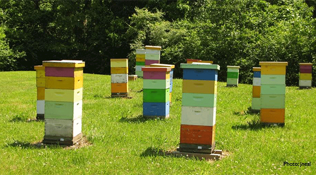 Cover Evolution | Bee Culture