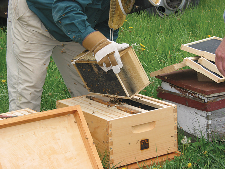 Some Beeyard Thoughts, Observations and Updates | Bee Culture