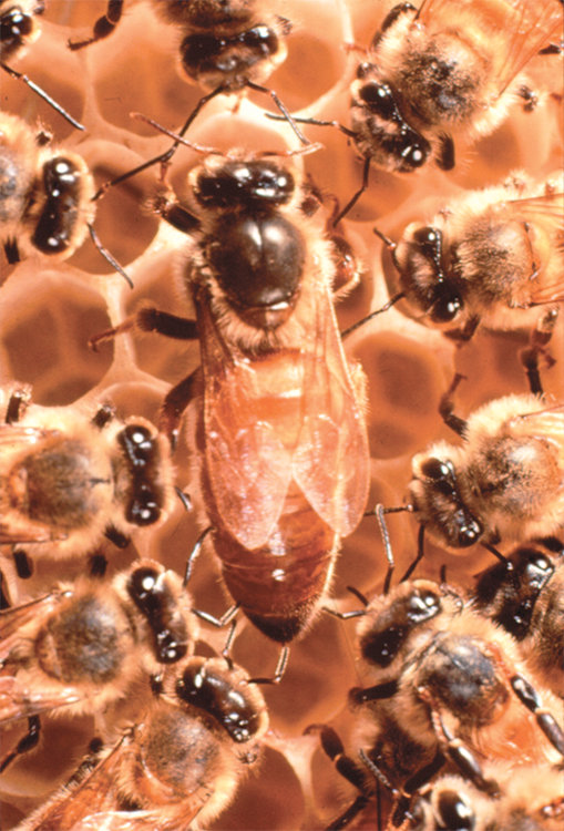 A Closer Look | Bee Culture