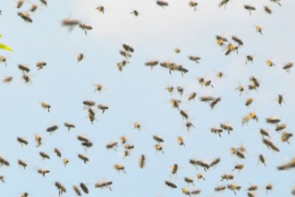 Standard Top Bars For The Beekeeper | Bee Culture