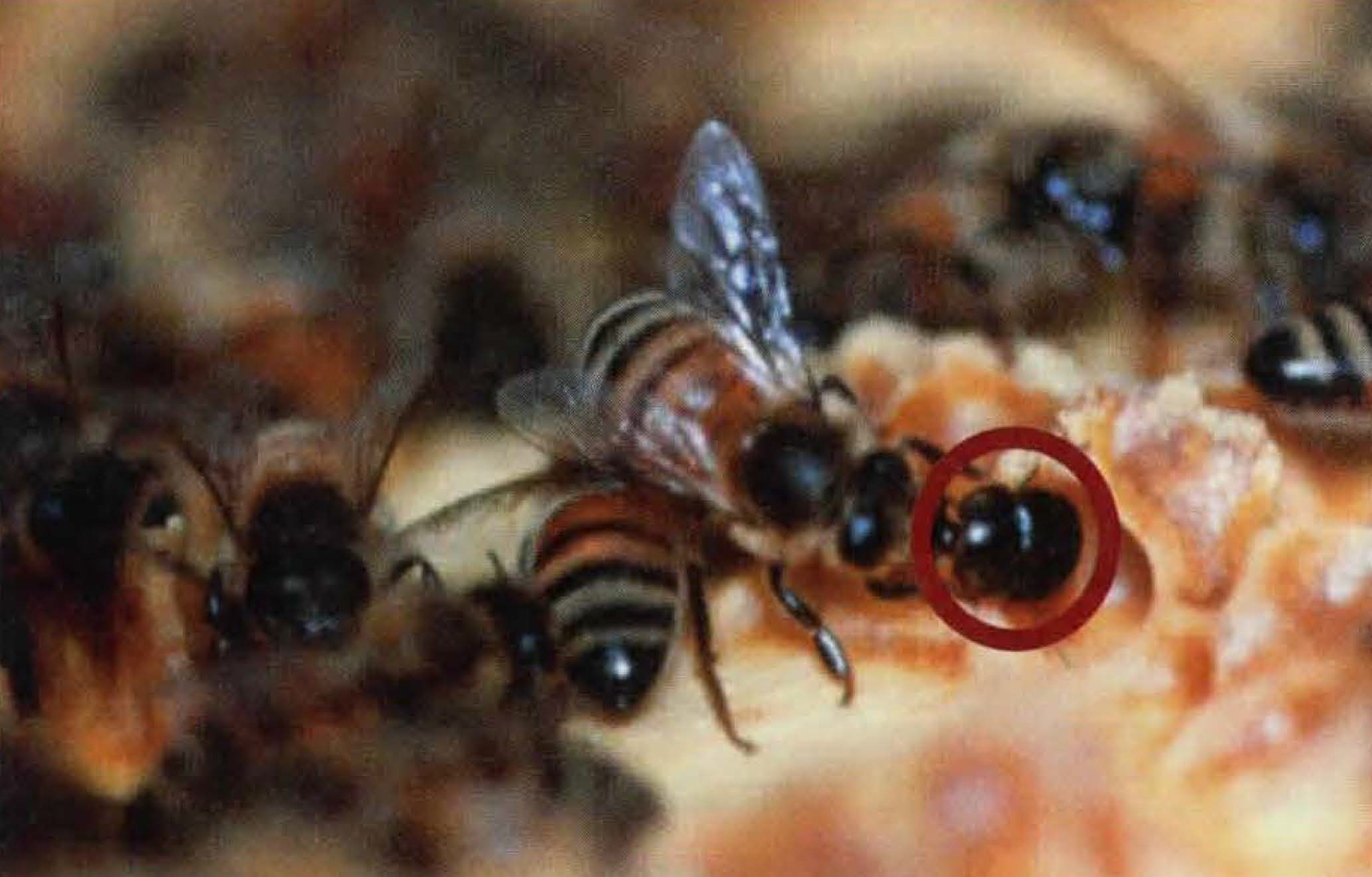 Help 13 | Bee Culture